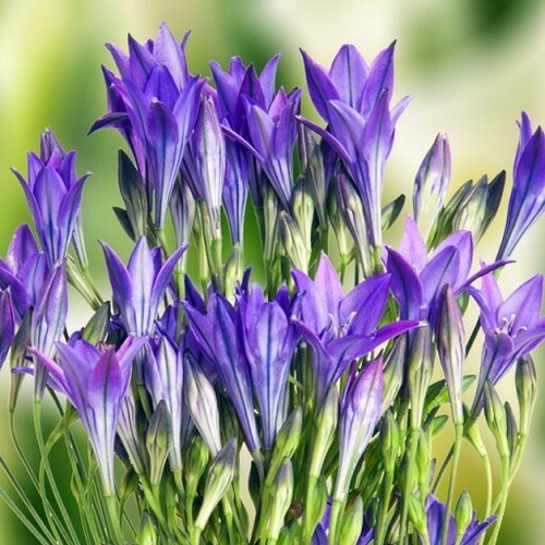 TRITELEIA QUEEN FABIOLA GARDEN FLOWERS BULBS FLOWERING BRODIAEA ...