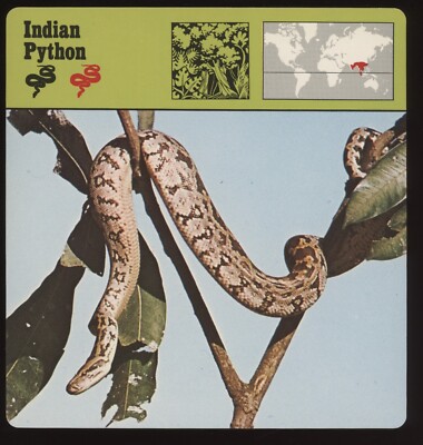 Indian Python Safari Cards Rencontre Reptiles | eBay