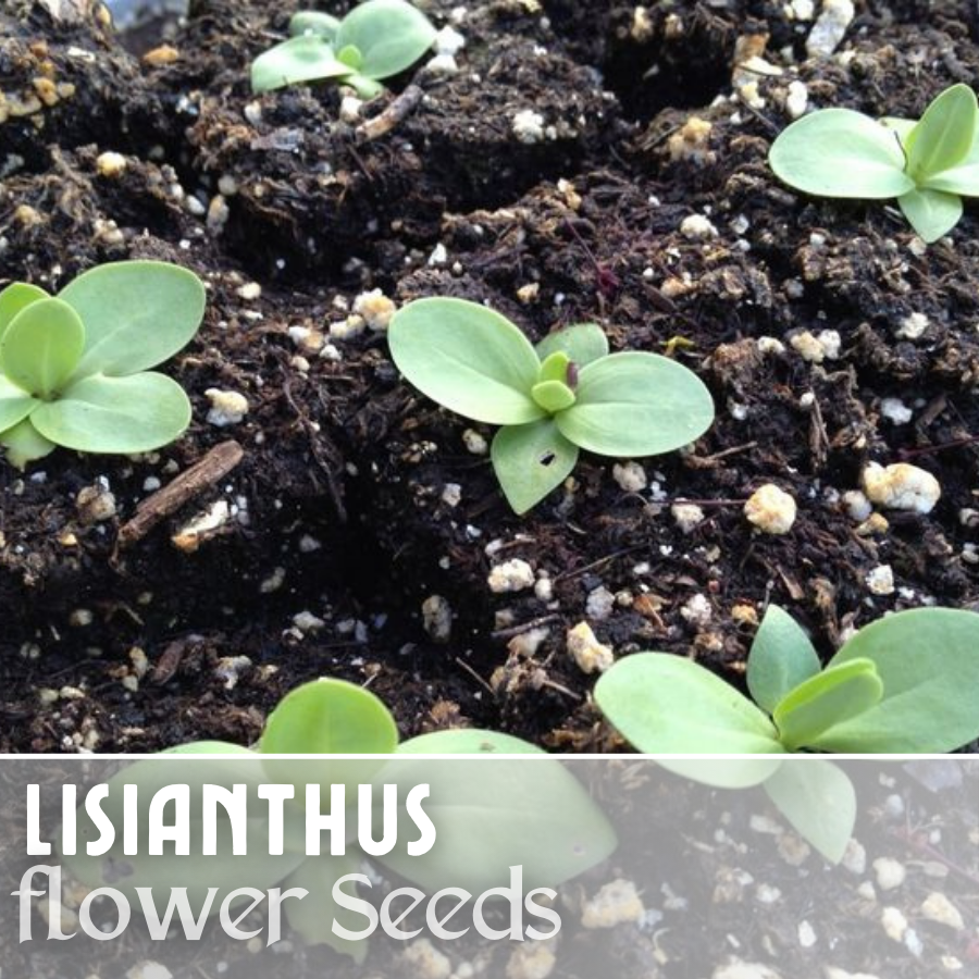 Lisianthus Seeds - Everlast Mix - Seeds Flower Seed Flowers Non Gmo ...