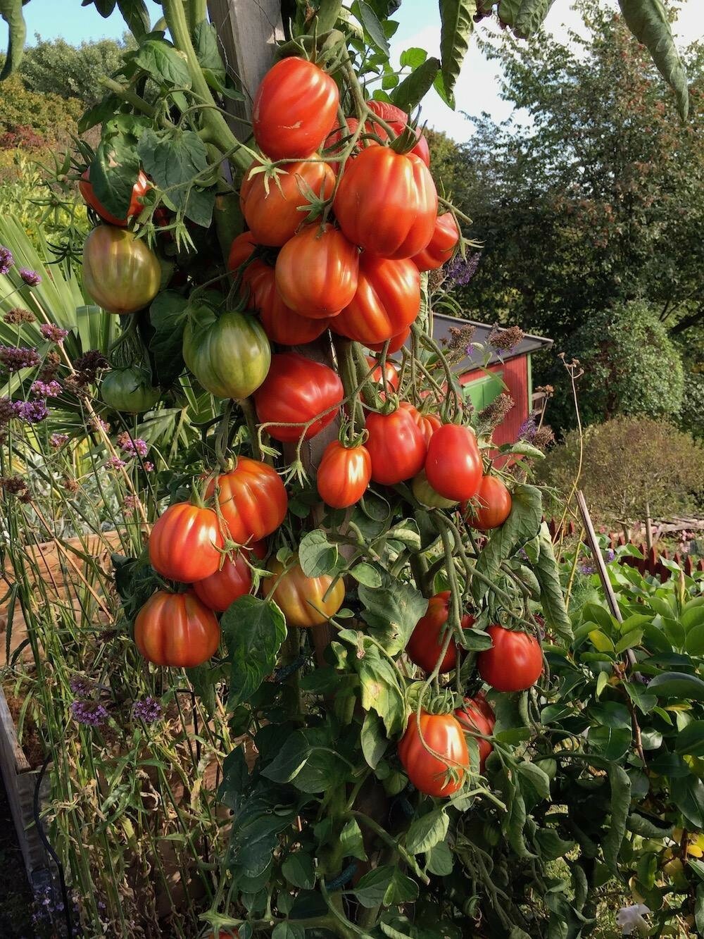45 CEASAR'S CANESTRINO DI LUCCA TOMATO SEEDS- With Bonus! |Organic Non ...