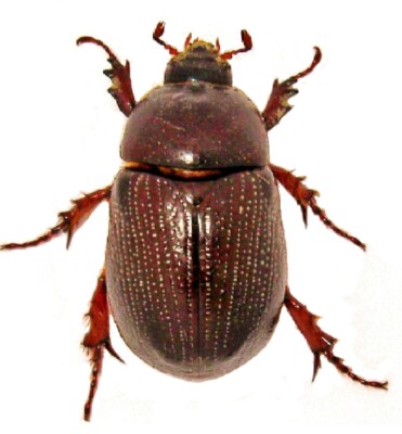 Scarabaeidae: Dynastinae: Pentodontini: Tomarus gibbosus, A1. Taxidermy ...
