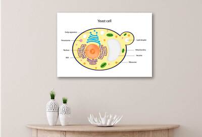 Yeast Cell Illustration Plastic Poster Ready to Hang | eBay Australia