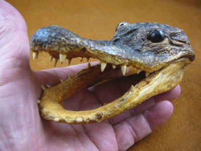 (G-Def-151) 5-1/8" Deformed Gator ALLIGATOR Aligator HEAD teeth ...