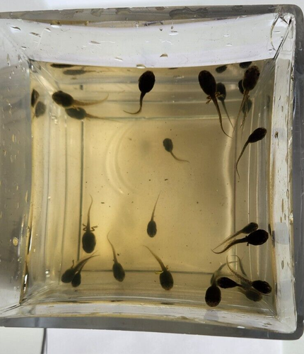20 Live Wild Bred Tree & Bullfrog Tadpoles - Pickup, Meet, Available In ...