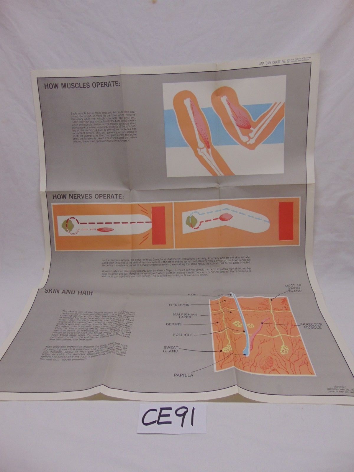 VINTAGE AMERICAN-WORLD MAP ANATOMY POSTER | Grelly USA