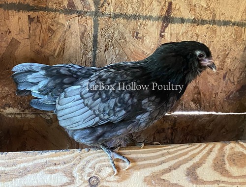 12+ Black, Blue, Splash Ameraucana Bantam Hatching Eggs | eBay