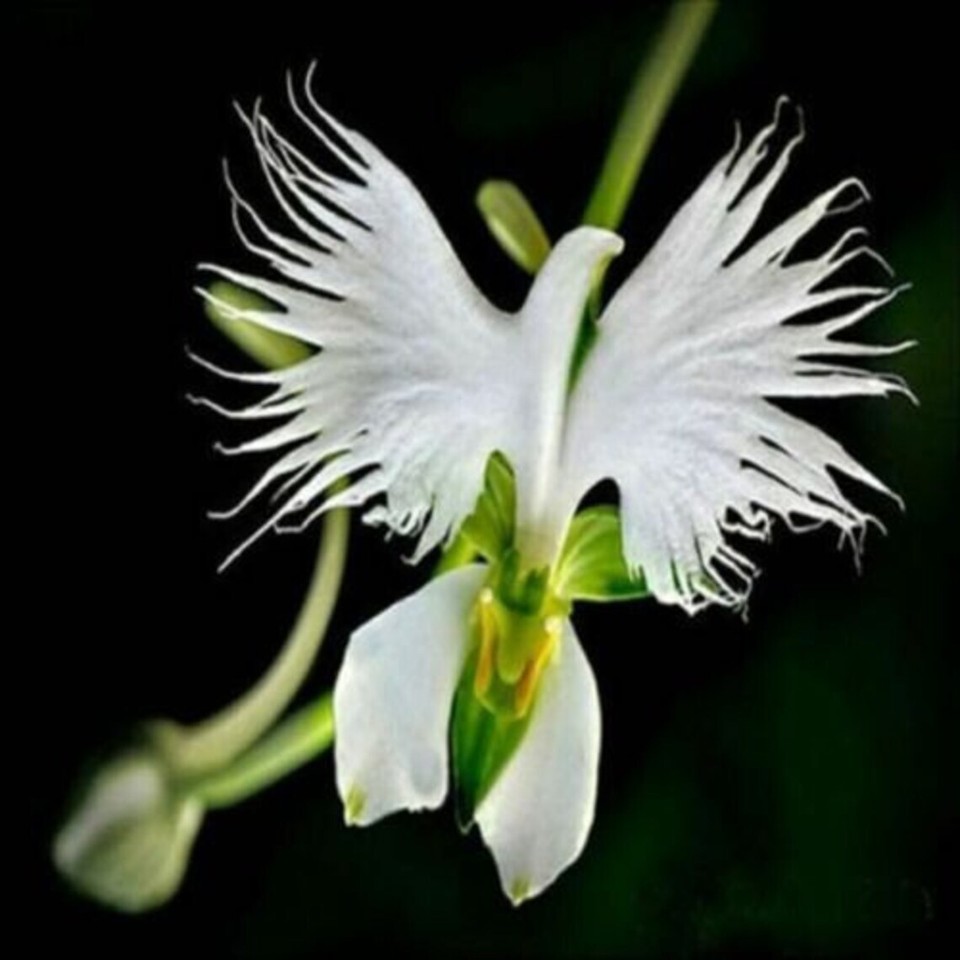 Japanese Radiata White Egret Orchid Flower 50Pcs Seeds...(#5422) | eBay