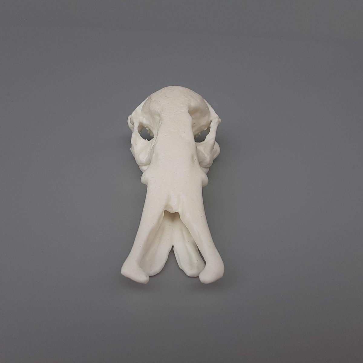 Giant Anteater Skeleton Schematic Drawings Depicting An Adult Giant