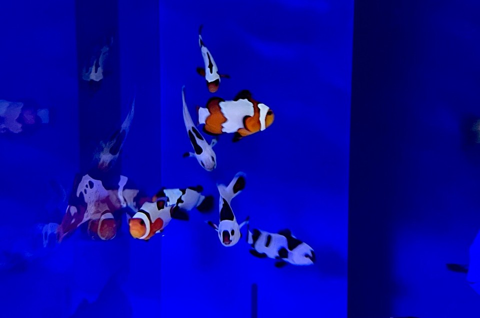 PAIR CLOWNFISH DESIGNER Clowns -PotLuck Assortment (2-fish) | eBay