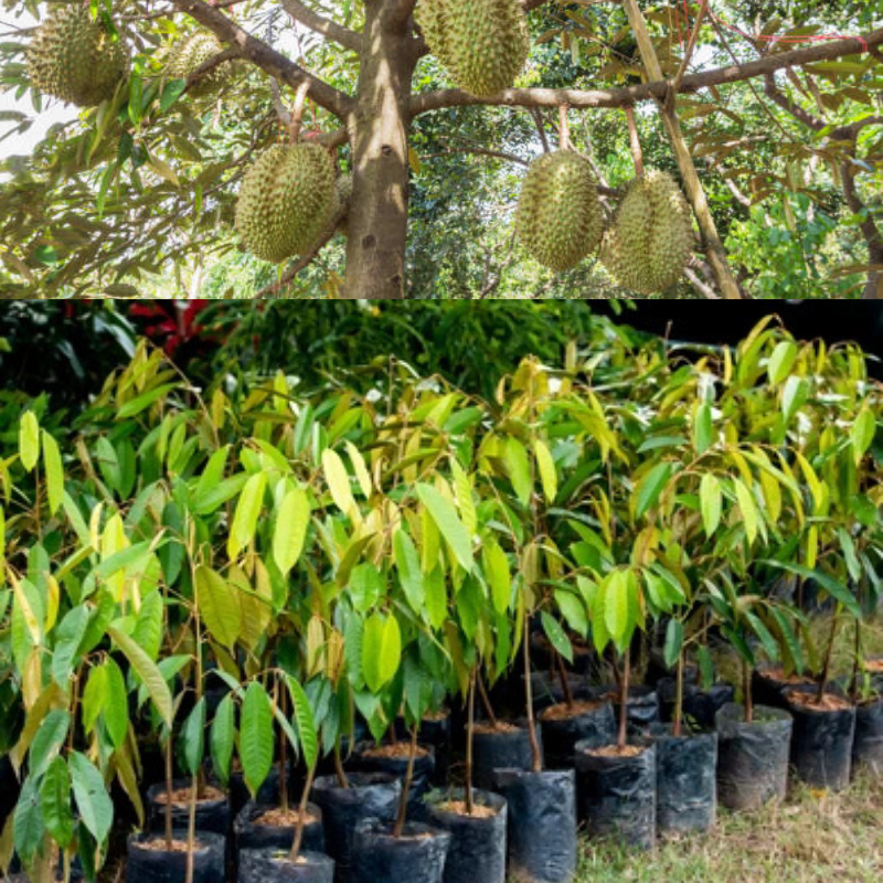 Durian (Durio ziberthinus) Live Cut Plant King of Fruits Sri Lanka | eBay