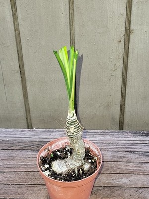 Trachyandra saltii rare plant 4''pot | eBay