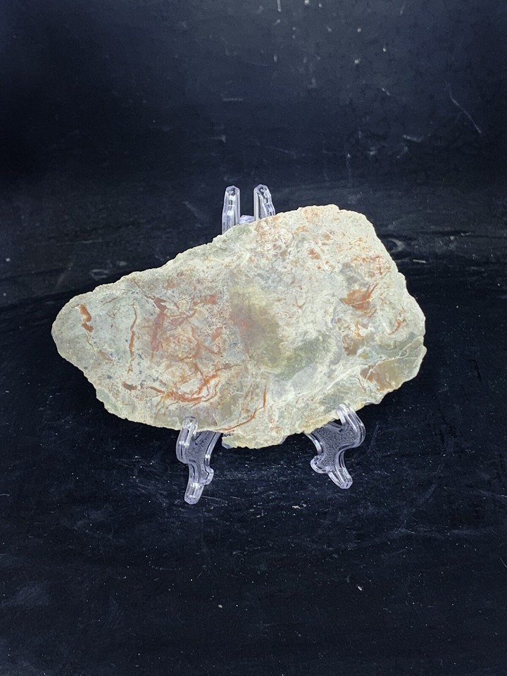 Coprolite Slab( Petrified Dinosaur Poop ) Utah ,Polished With Stand | eBay