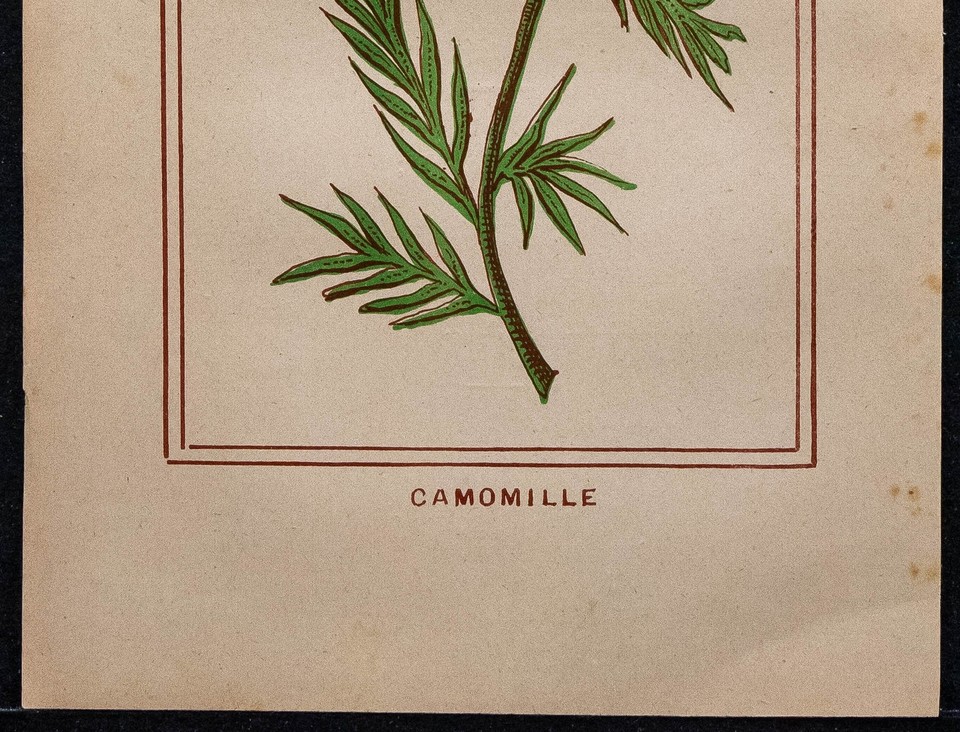 1886 - Chamomile - Botanical - Medicinal plant in color - Flowers | eBay UK