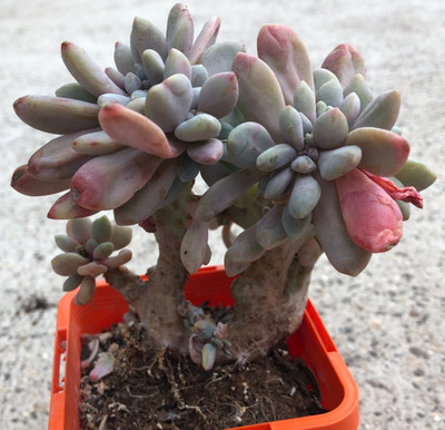 Pachy unknown Crest 80ml pot -succulent, cacti | eBay Australia