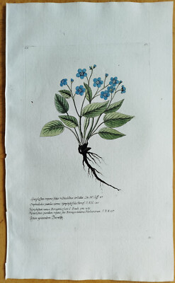 Borage - Large Botanical Print Knorr Thesaurus - 1789 | eBay