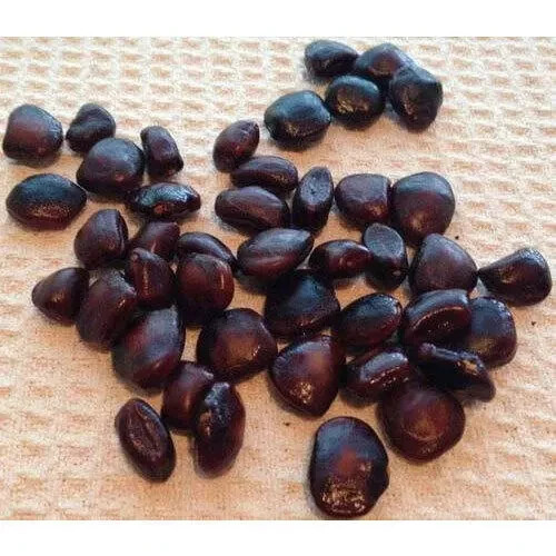 50gm Tamarind Seeds, Tamarindus Indica,Imli Beej | eBay
