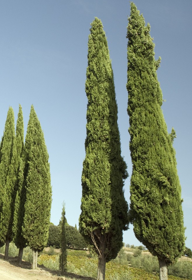 50 Samen Mittelmeer-Zypresse (Cupressus sempervirens), Echte Zypresse ...
