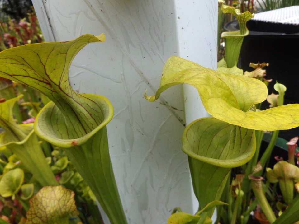 "Doreen's Colossus" Sarracenia live carnivorous plant | eBay