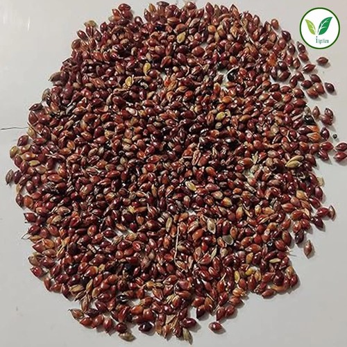 1KG Red Napier Grass Seed -High Yield Multicut Fodder Grass Seeds (35. ...