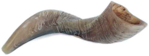 New Jewish Kosher Rams Horn Shofar made israel Half Polished Natural S ...