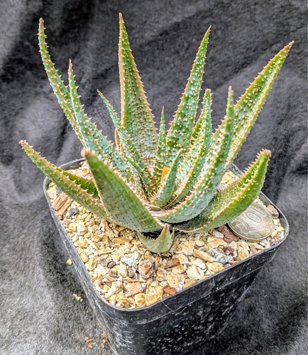 Aloe SUCCULENTTAZ HYBRID Fantasy type X parvula starfish type UNIQUE ...