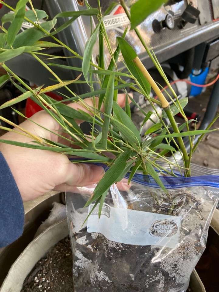 Live Phyllostachys vivax rhizomes x6 FREE SHIPPING (Chinese timber ...