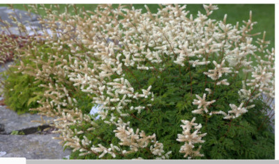 Goats beard Dwarf Aruncus aethusifolius Plant Perennial 1 x 1 Litre Pot ...