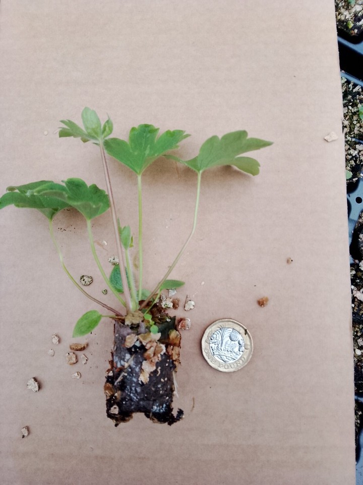 6 Malva Zebrina Hardy Mallow Perennial Plug Plants | eBay UK