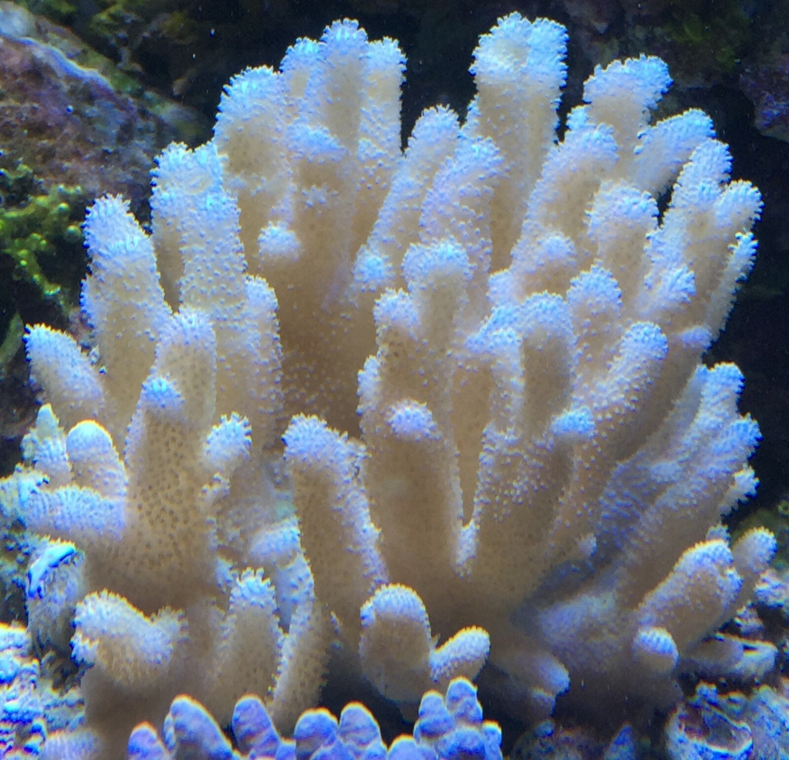 Soft Coral frags colonies Leather Toadstool Sarcophyton GSP Xenia Clove ...