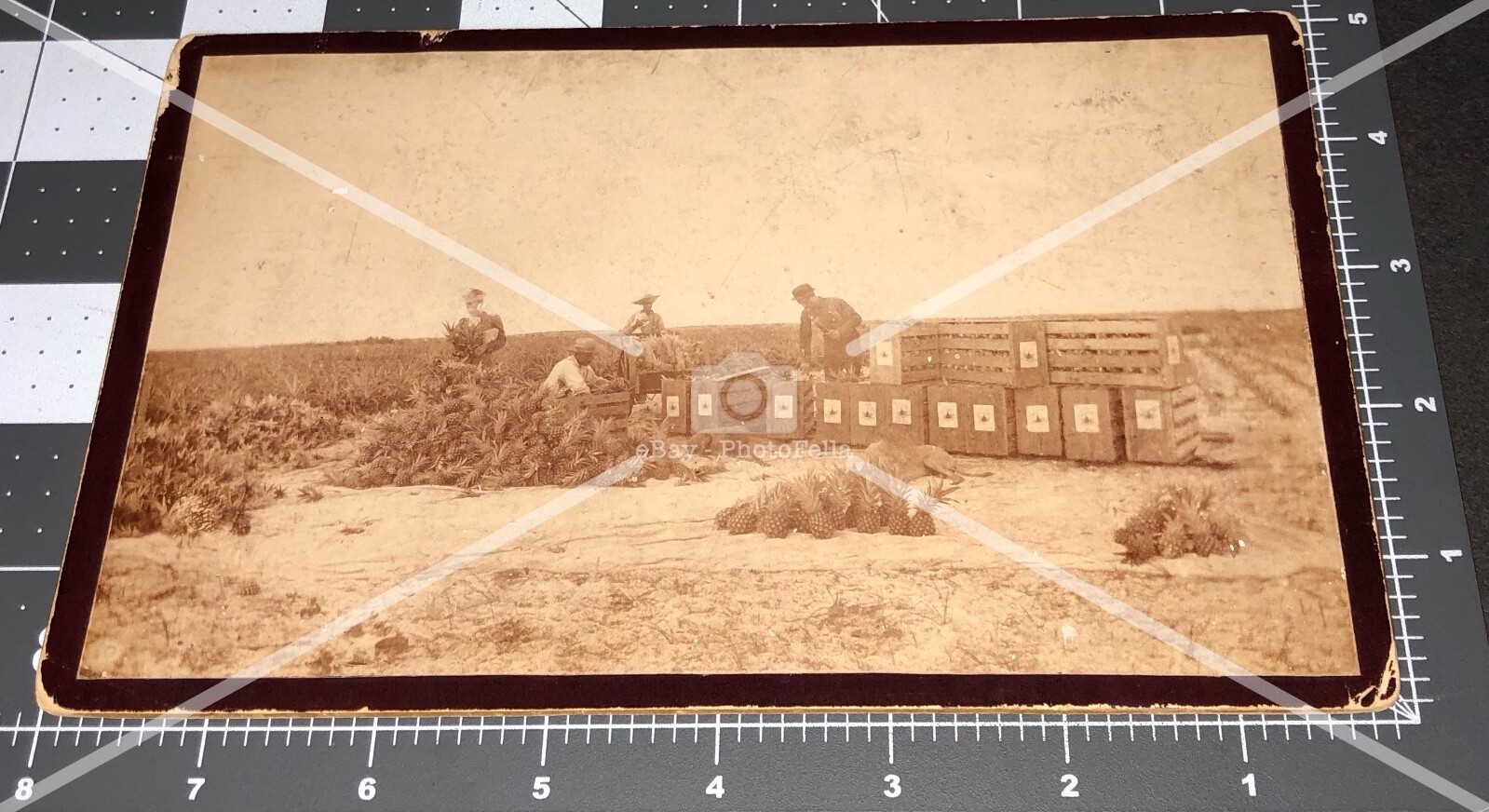 Rare 1880s PINEAPPLE FARM Tillman FL Palm Bay Florida FARMING Antique ...