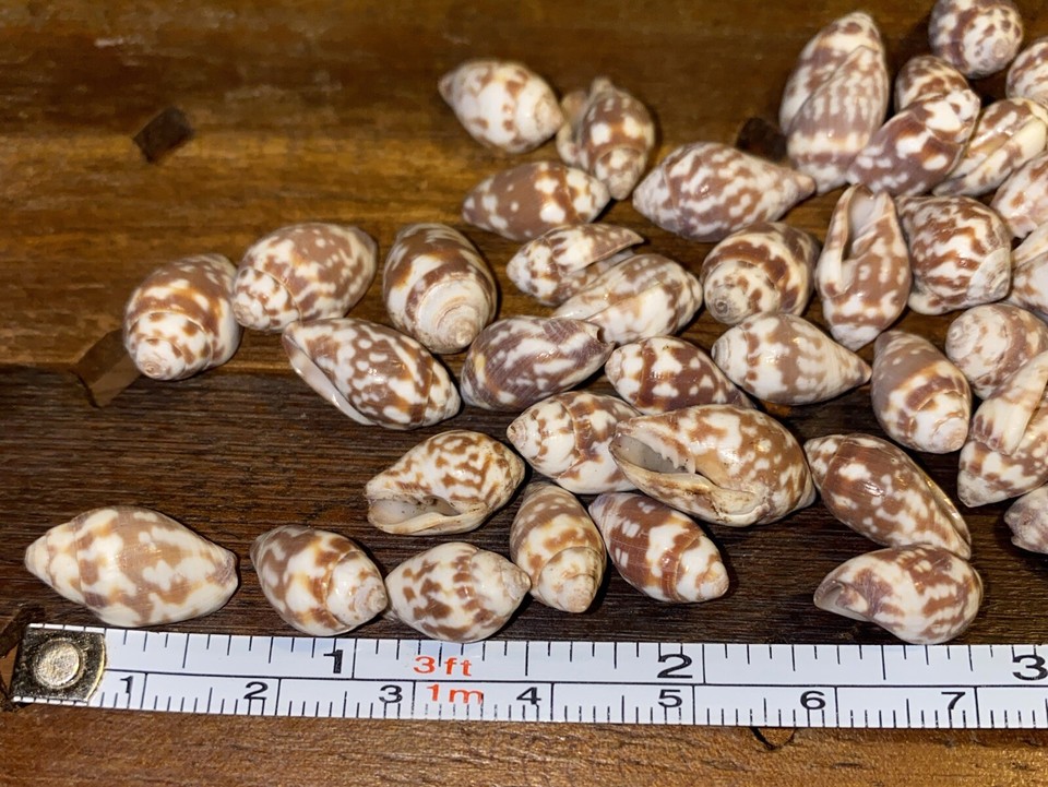 50 Lot Hawaiian Miter Sea Shell From Big Island Hawaii Perfect For ...