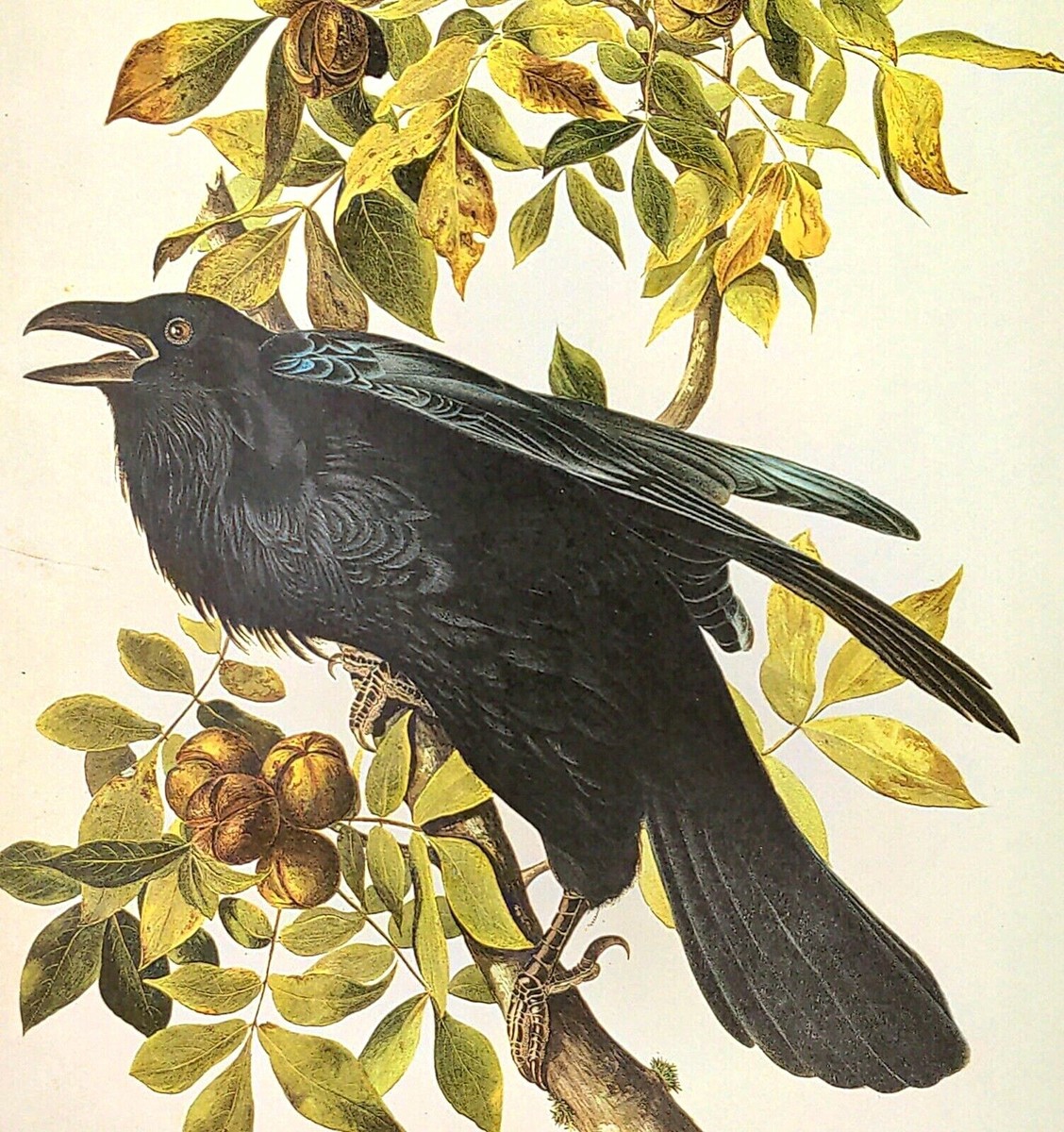 John James Audubon Birds