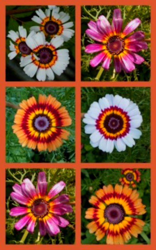 Beautiful Mixed Painted Daisy Flowers! 100 Seeds Comb. S/H See our ...