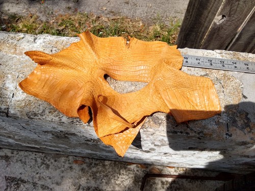 Wild Alligator Gator Leather Scrap piece crafter lizard swamp insert ...