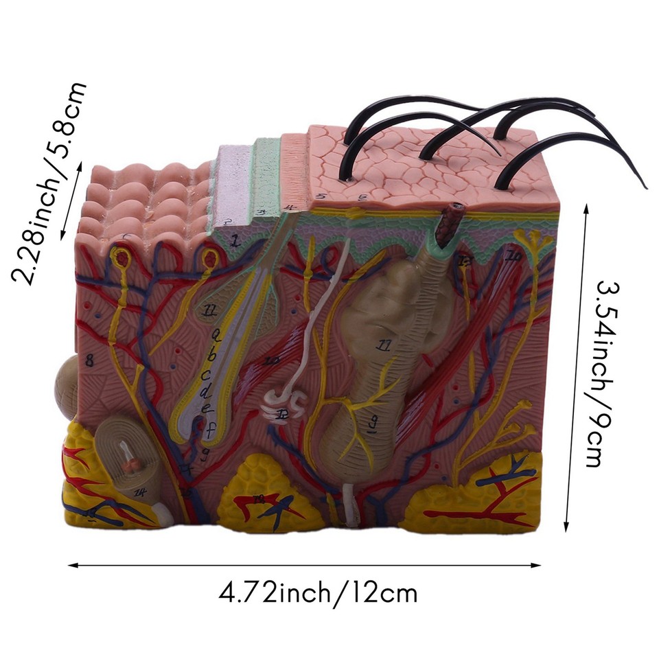Skin Model, 35X Skin and Hair Structure Enlarge Model Anatomical ...