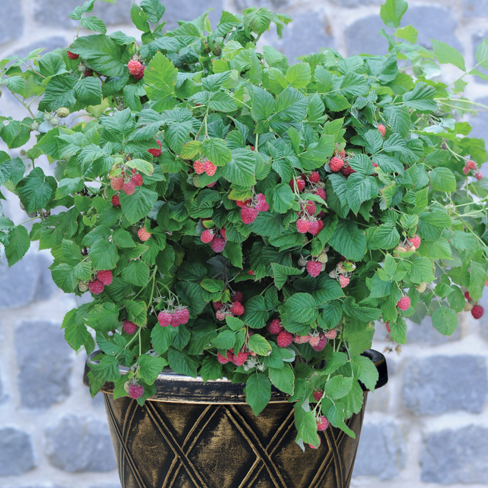 Raspberry Plant In A Pot Raspberry Dwarf Bush Garden Patio Plants Ruby