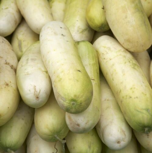100 White Cucumber Seeds Cuke Cucumis Vegetable Seed Organic Heirloom ...