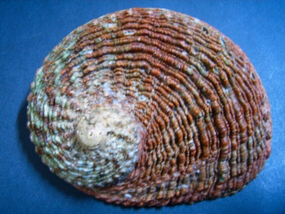 Haliotis roei 02 | eBay