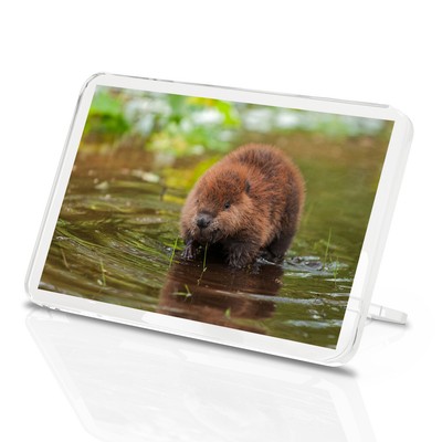 North American Beaver Kit Classic Fridge Magnet - Baby Animal Swamp ...