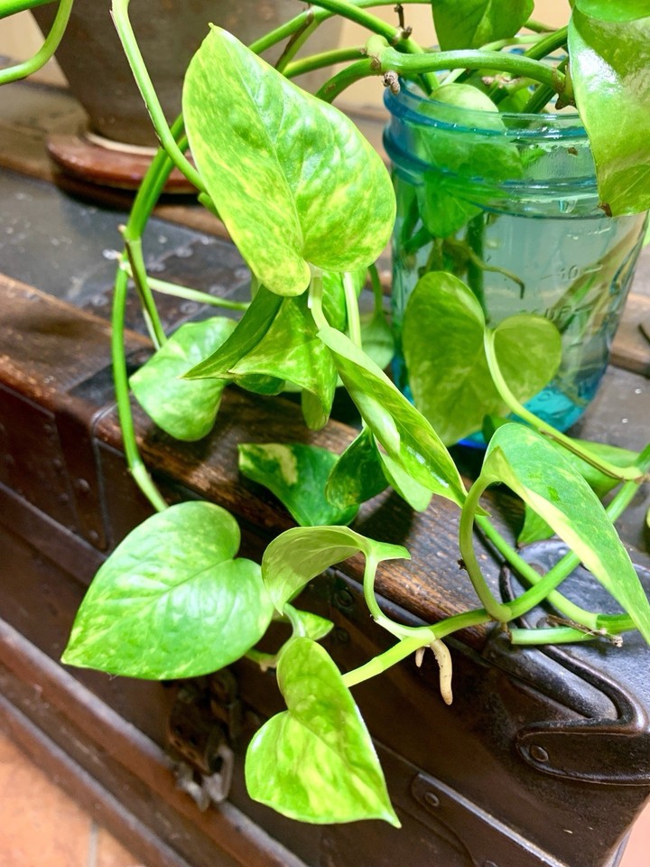 Golden Pothos (Epipremnum aureum) Live 2 UNROOTED Cuttings 4"-6" NC ...
