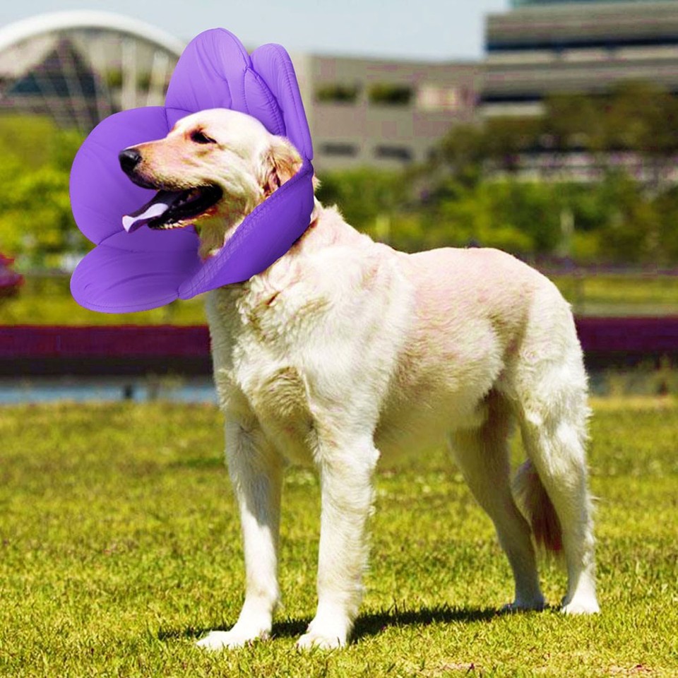 Pet Protective Collar Flower Elizabethan Collar Creative Pet Neck ...