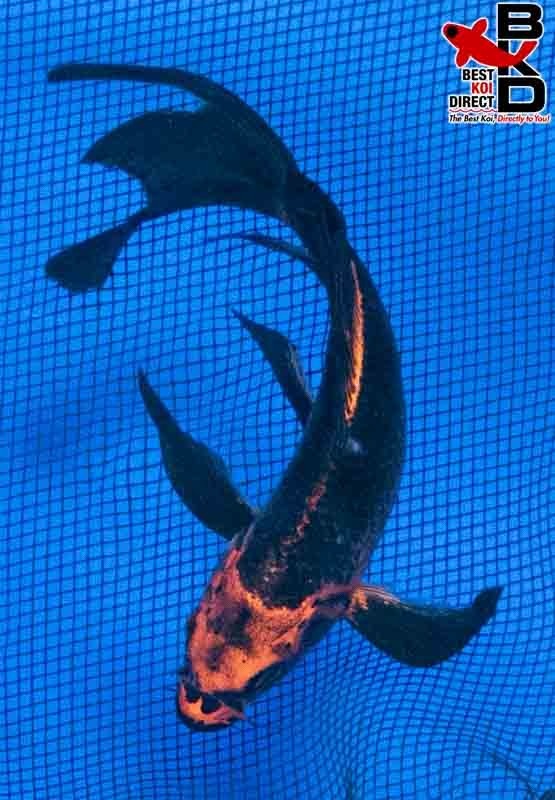 8" BUTTERFLY GOLD CROWN KARASU Live Koi Fish Garden Pond 7/19 | eBay