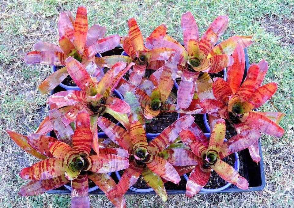 BROMELIAD NEOREGELIA MINI "BLUSHING TIGER" nice addition to any ...