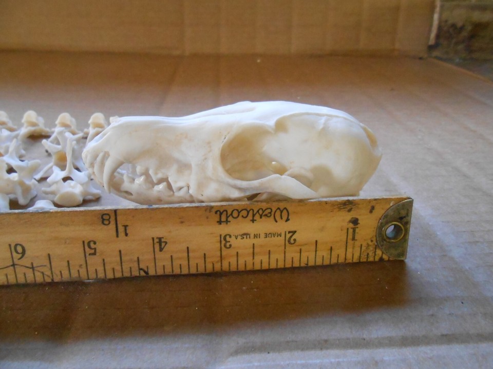 taxidermy bones red fox skull vertebrae spine jewelry crafts science ...