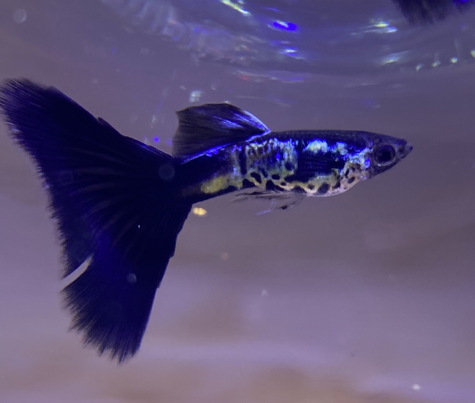 Galaxy Blue Tail Guppy Trio - 1 Male 2 Female | eBay