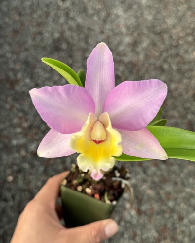 NEW! Unreleased Hybrid (Lc. Angel Heart `Hihimanu’ x Lc. Sandra Laura ...