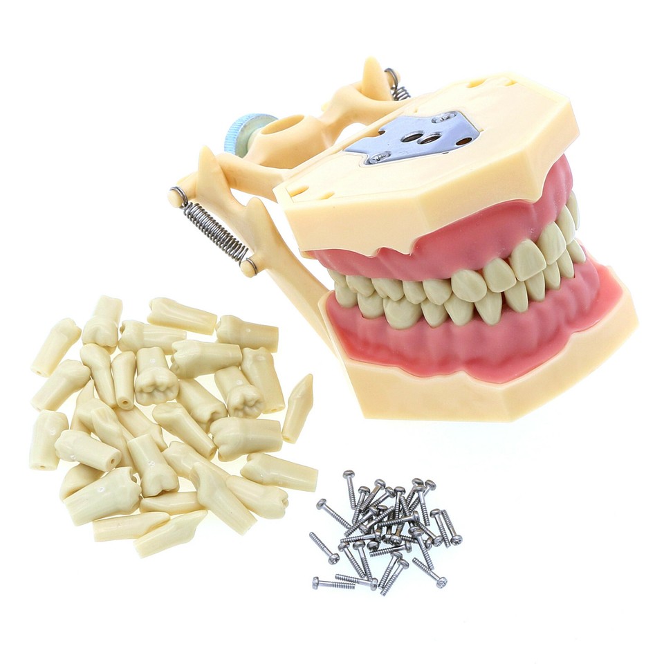 Dental Frasaco AG3 Type Restorative Typodont Model 32pc Marked Teeth ...