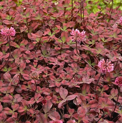 Trifolium clover plug plants burgundy red leaves garden perennial, pack ...