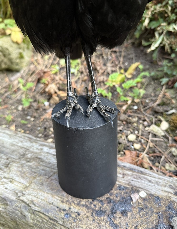 🎄 Taxidermy XL large Two Headed Crow not A raven GOTHIC 🎃 🖤 | eBay UK