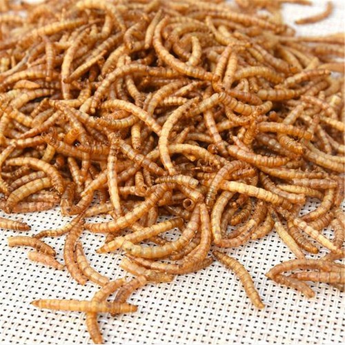 50/100g Dried Mealworms Top Quality Wild Bird Fish Food Reptile Food ...